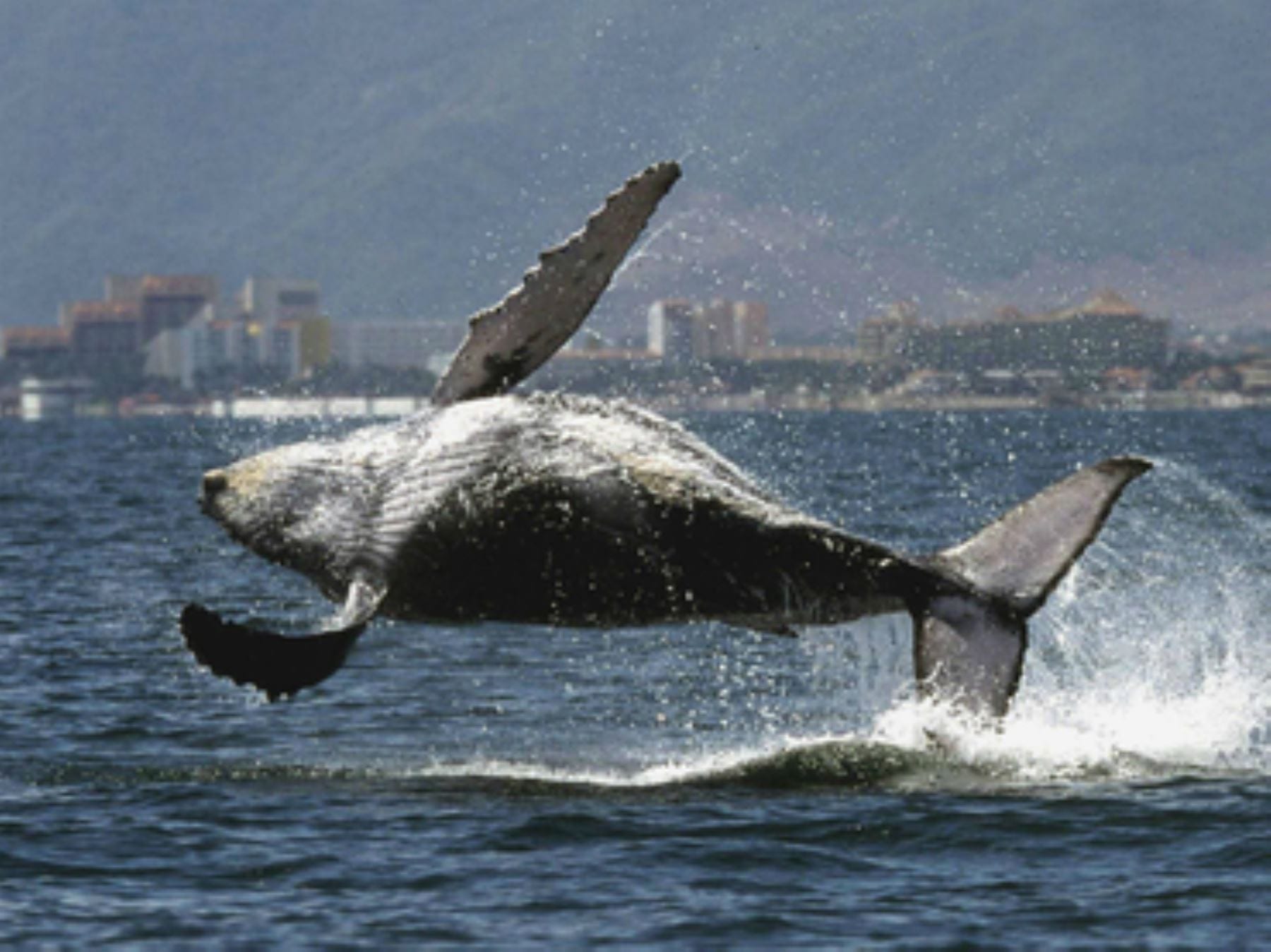 Whale Watching in Peru - Journey Machu Picchu