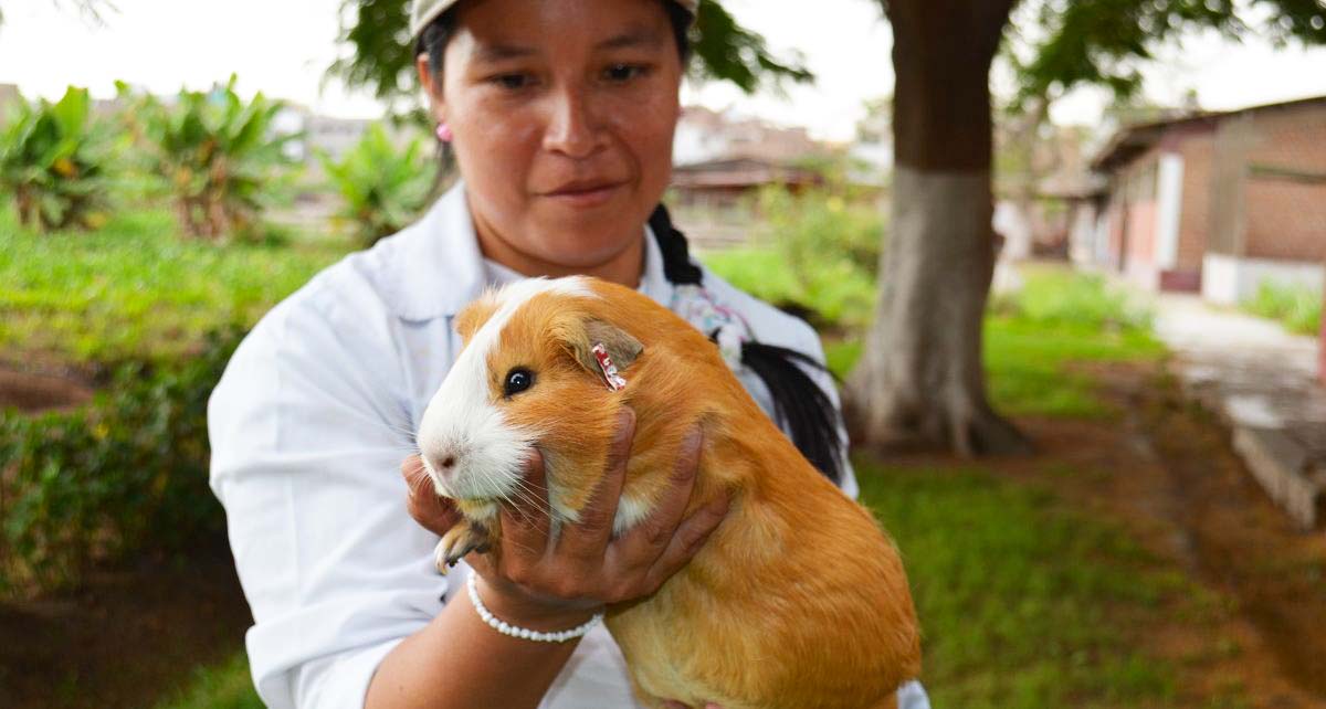 The Peruvian Guinea Pig - Journey Machu Picchu