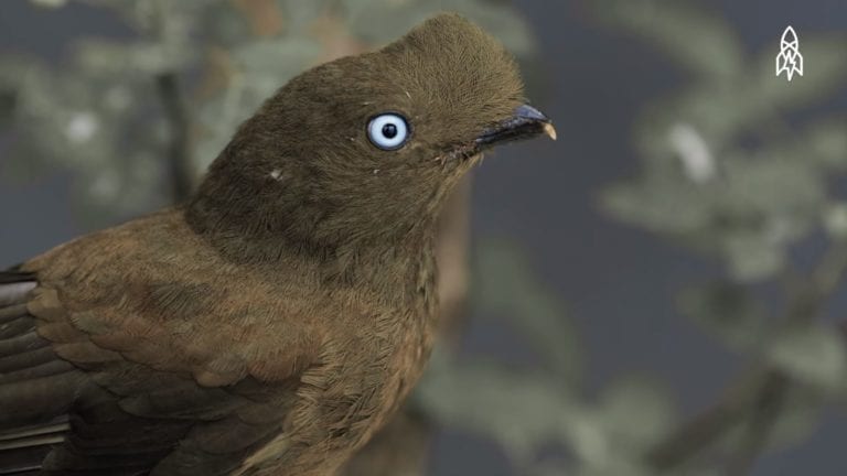 The National Bird of Peru - Journey Machu Picchu